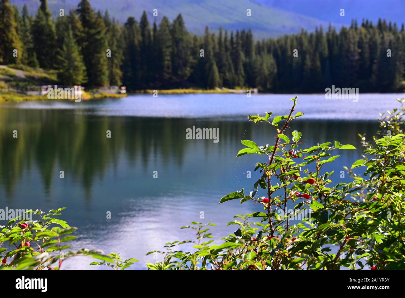 A smooth surface on Johnson lake is reflecting the nearby beauty of the ...