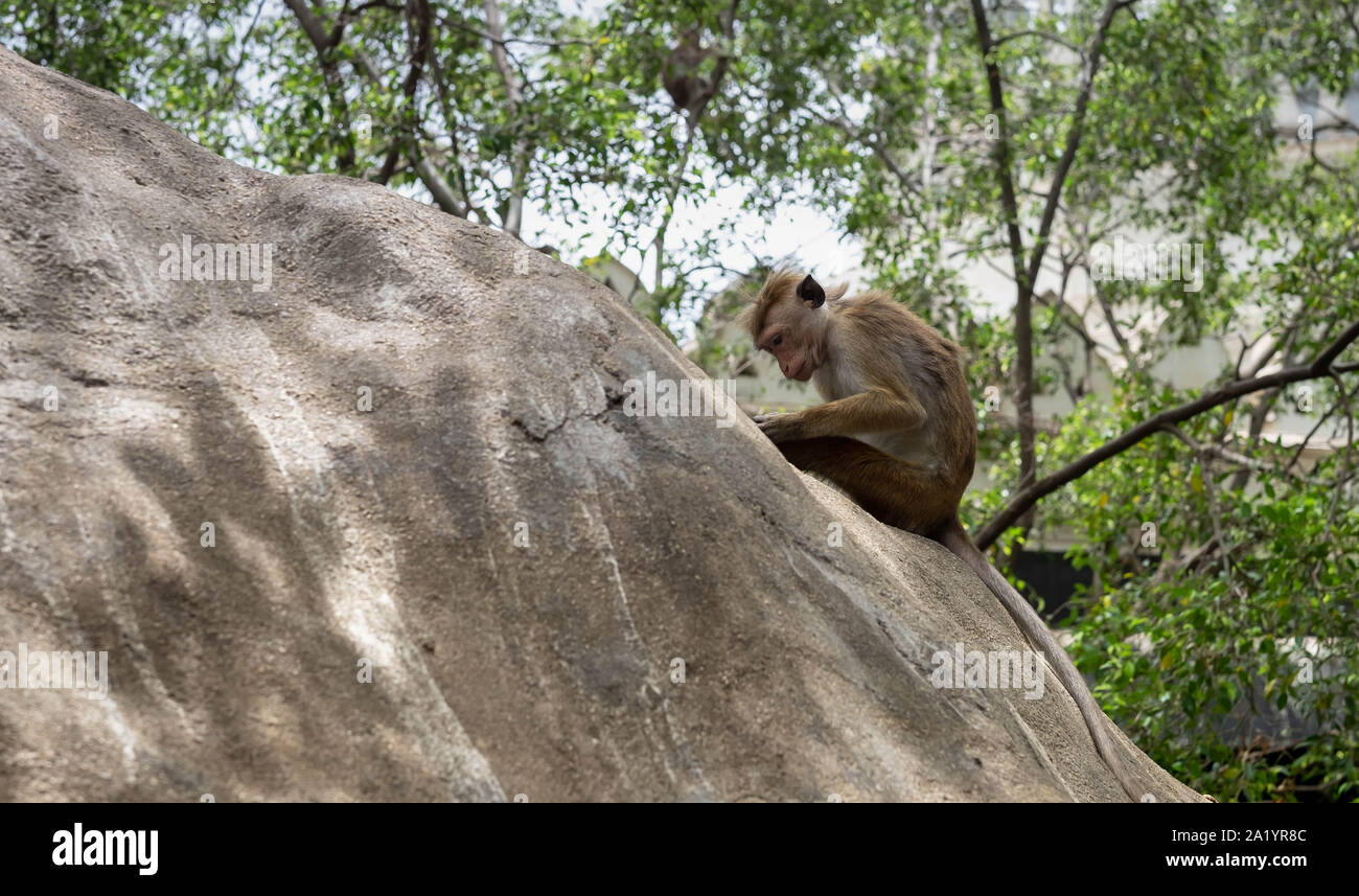 Young macaque monkey sitting on a tree in Sri Lanka Stock Photo - Alamy
