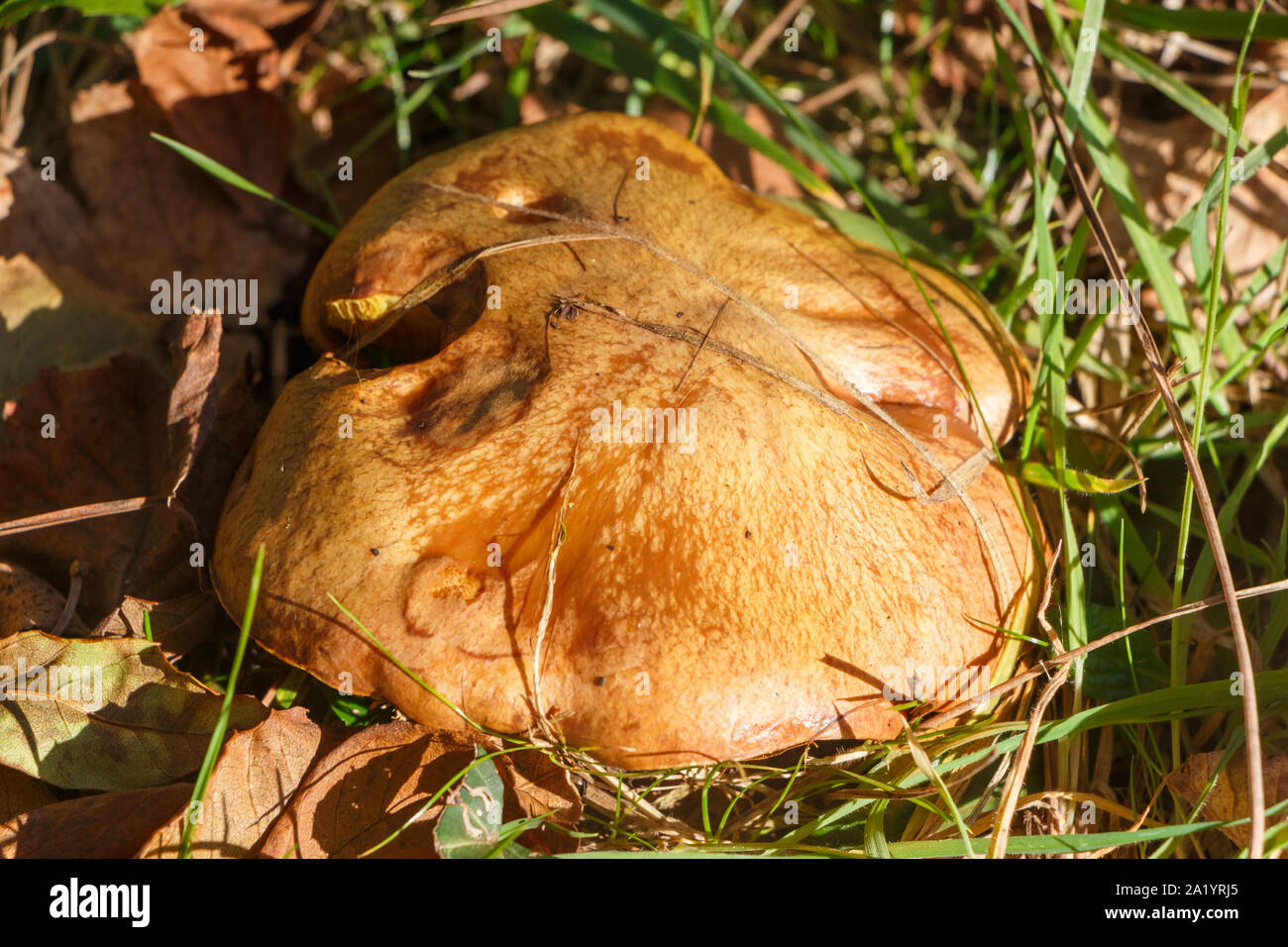 Slippery jack mushroom hi-res stock photography and images - Alamy