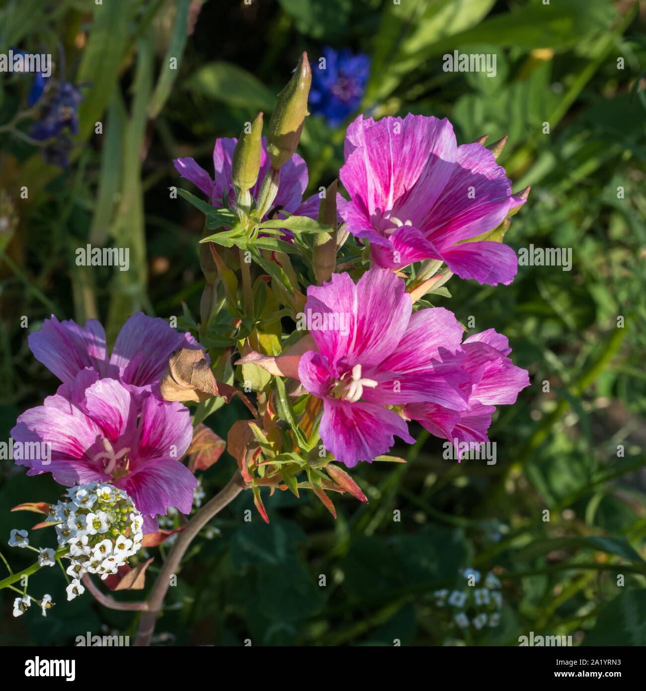 Pink wildflowers hi-res stock photography and images - Alamy