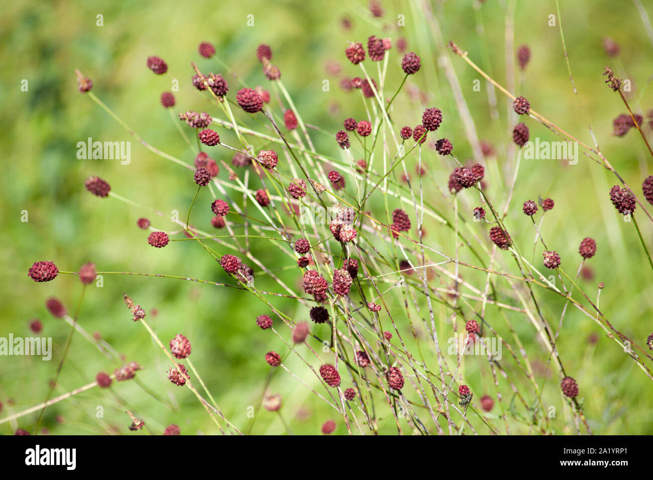 Great burnet plant in meadow Sanguisorba officinalis Stock Photo - Alamy