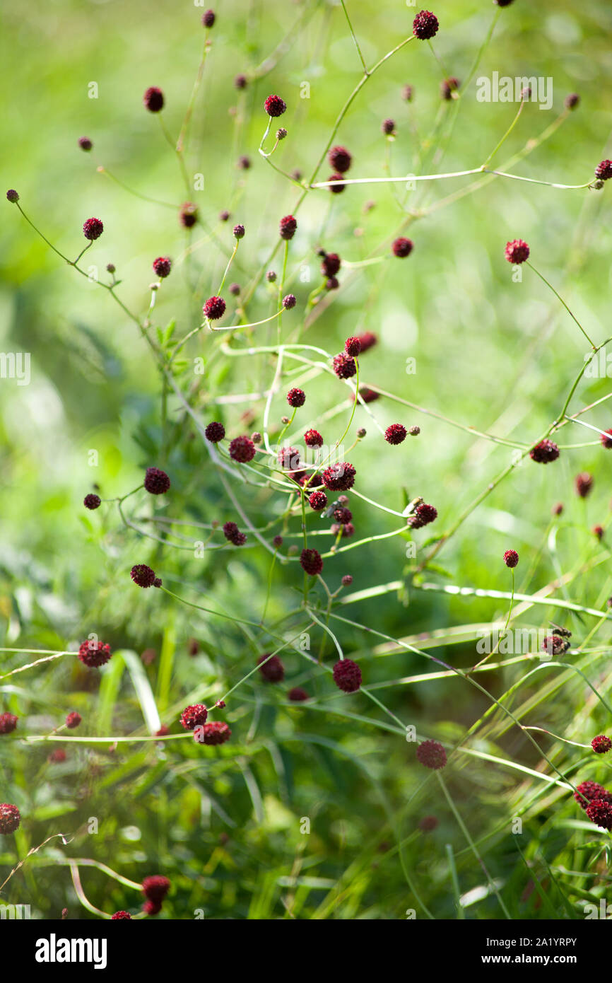 Great burnet plant in meadow Sanguisorba officinalis Stock Photo - Alamy