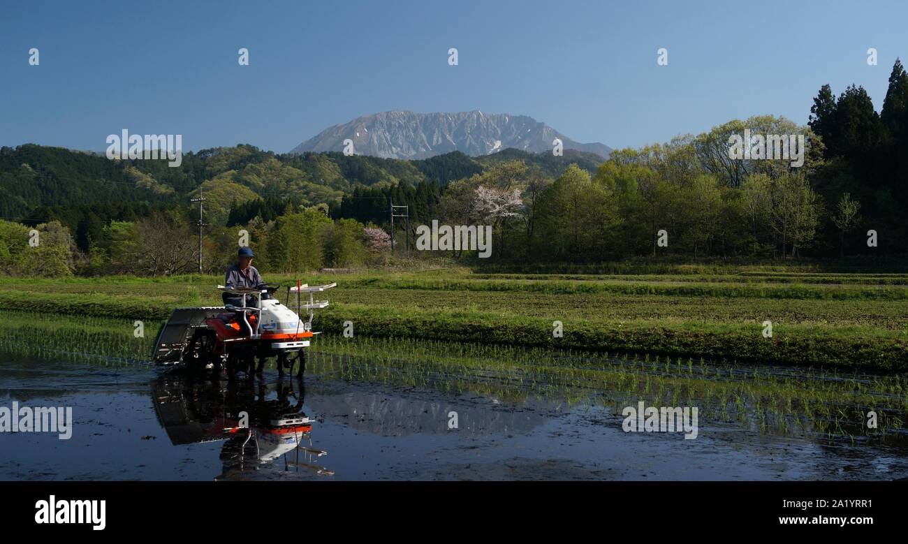 Japan planting rice in hi-res stock photography and images - Alamy