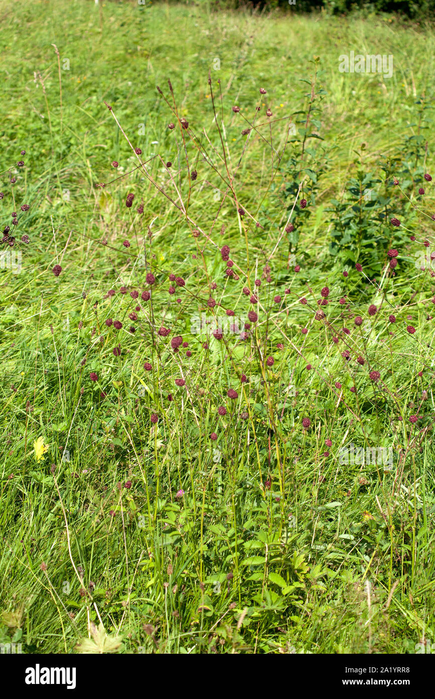 Great burnet plant in meadow Sanguisorba officinalis Stock Photo - Alamy