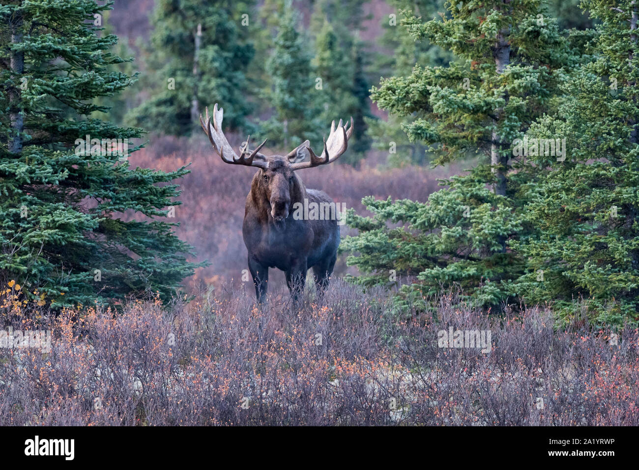 Bull Moose High Resolution Stock Photography and Images - Alamy