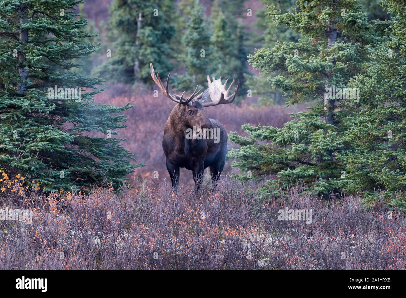 Bull Moose in Denali National Park, Alaska Stock Photo - Alamy