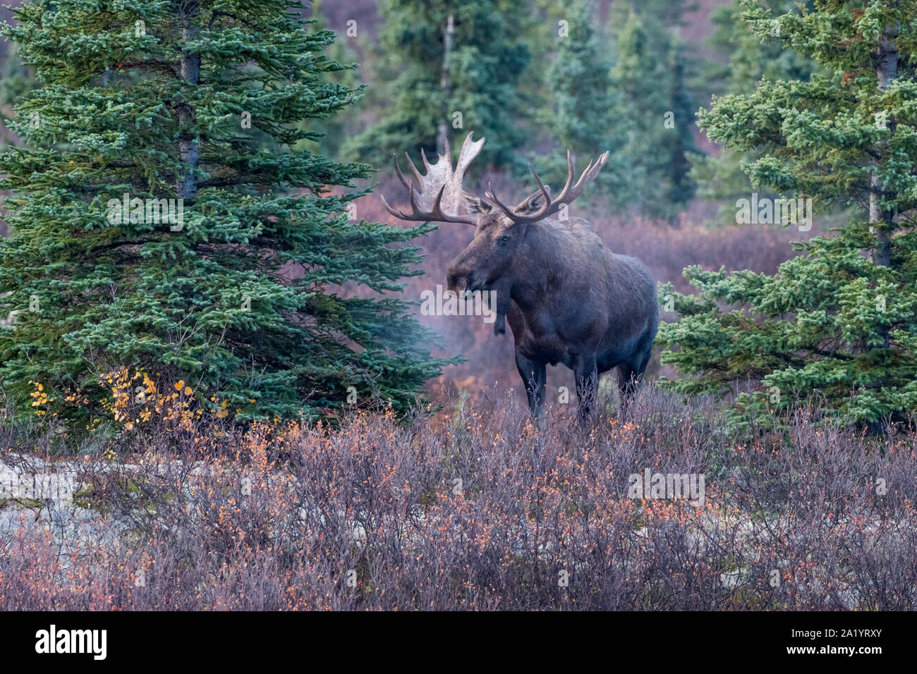 Bull Moose in Denali National Park, Alaska Stock Photo - Alamy