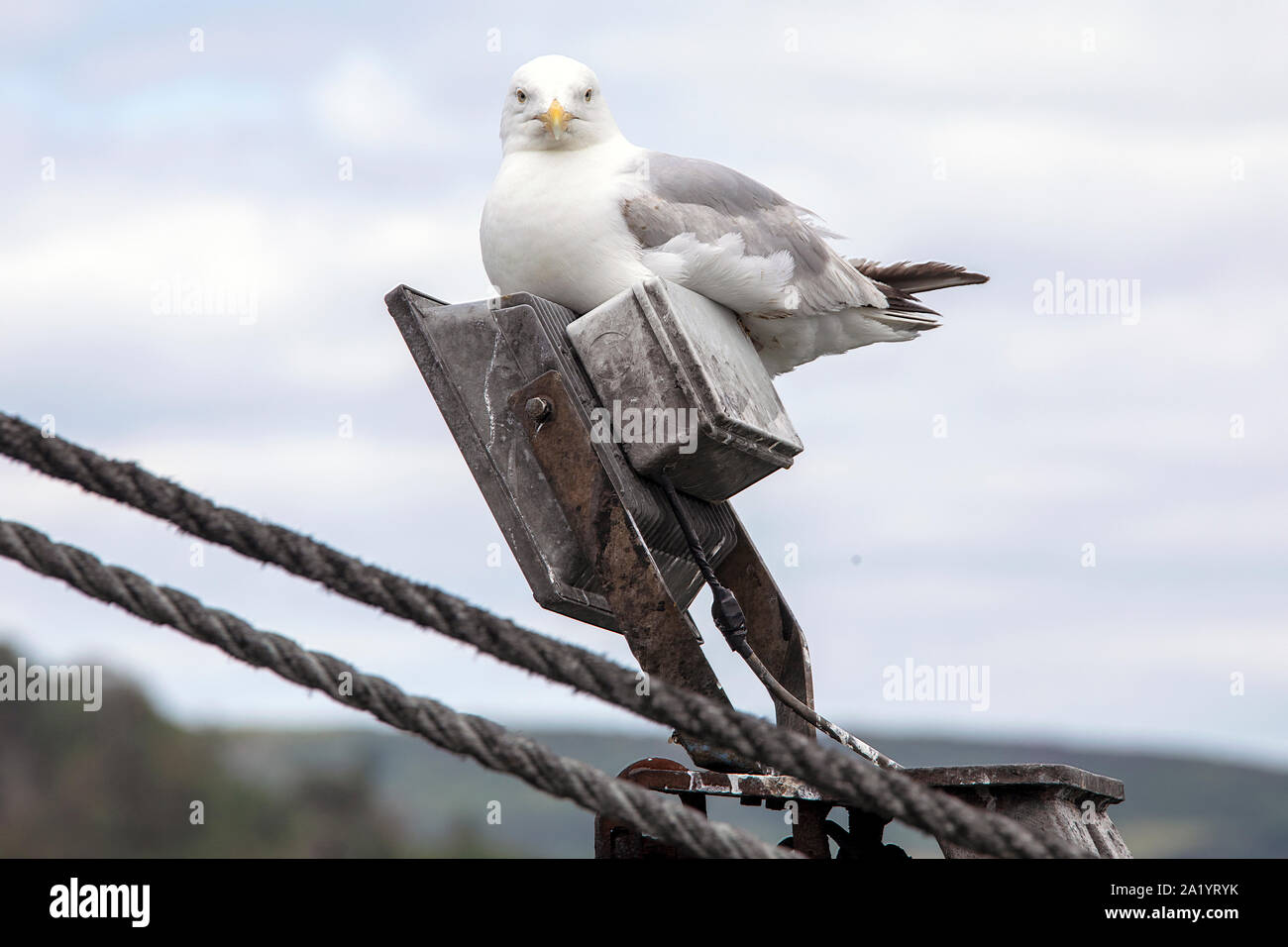 Gull resting on Trawler Union Hall fishing port Stock Photo - Alamy