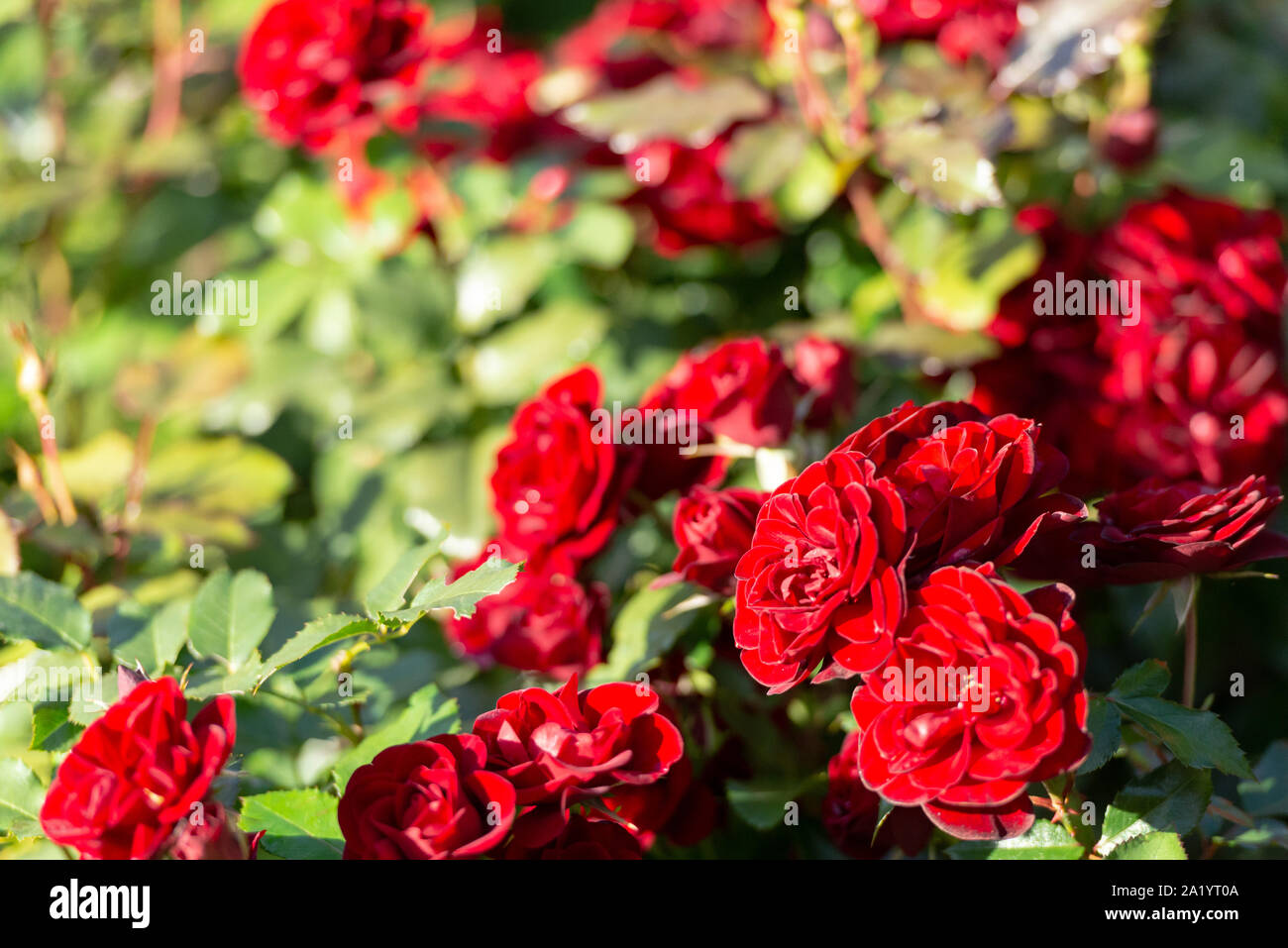 Rose flower under sun hi-res stock photography and images - Alamy