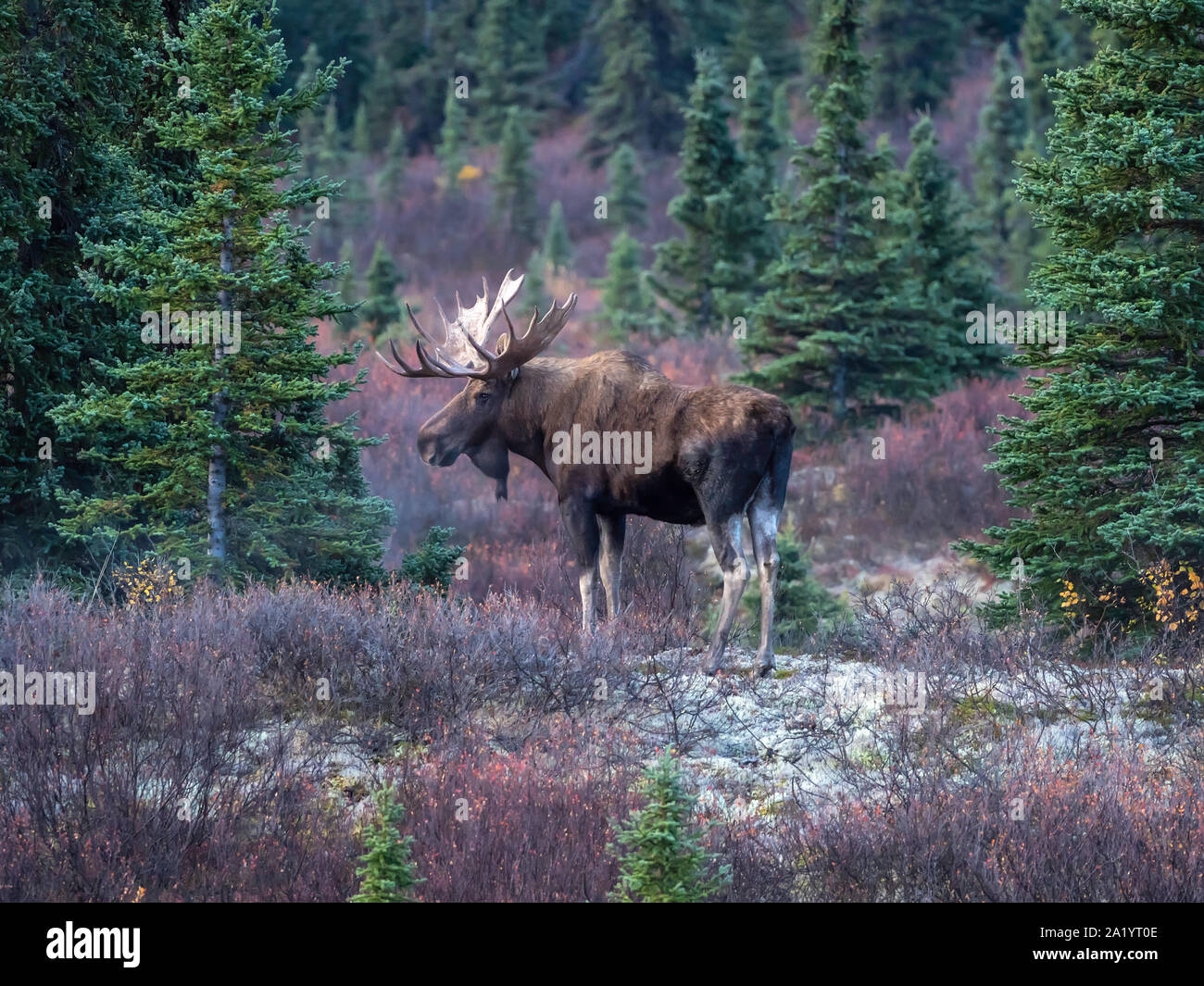Giant bull moose hi-res stock photography and images - Alamy