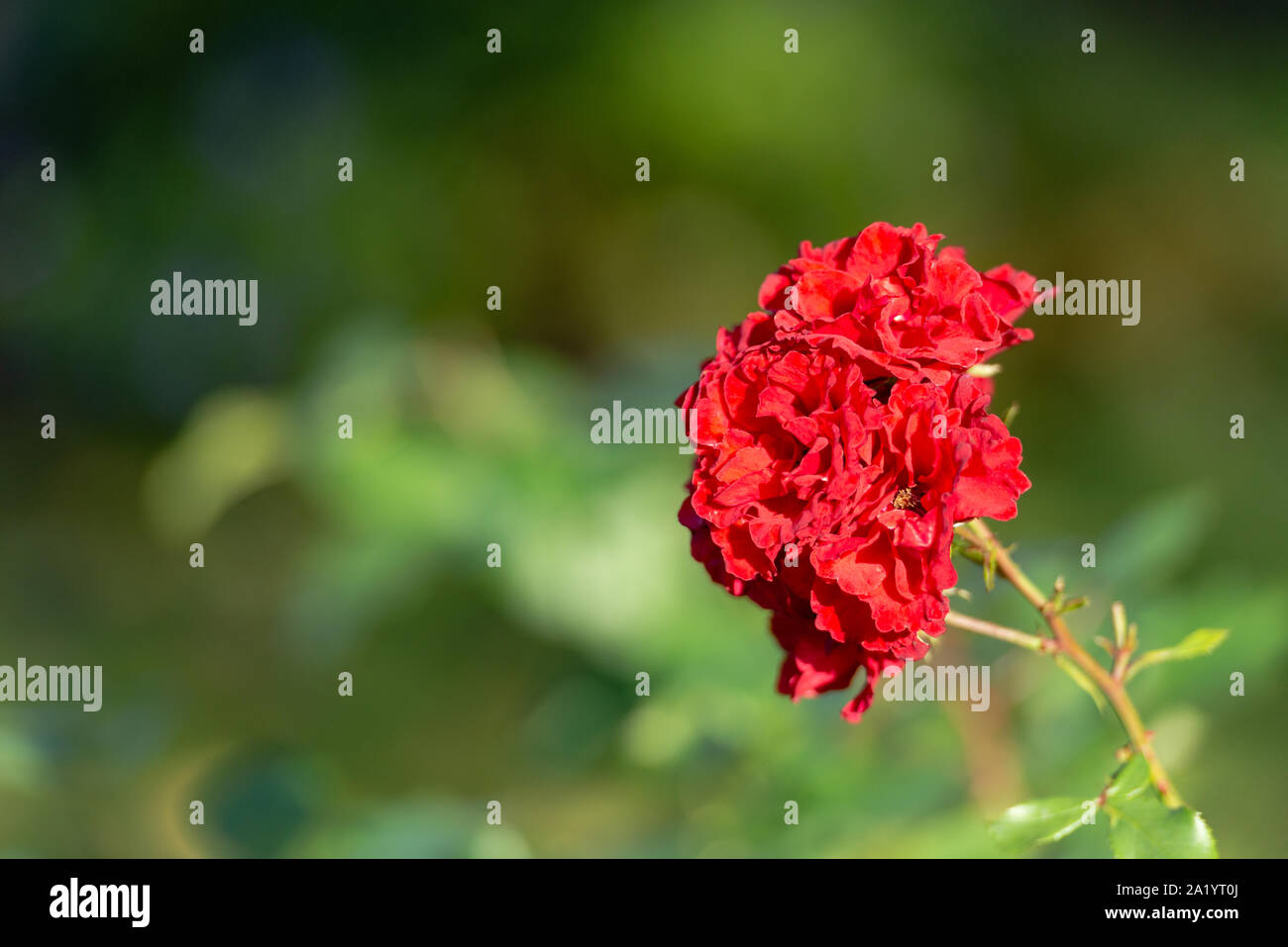 Rose flower under sun hi-res stock photography and images - Alamy