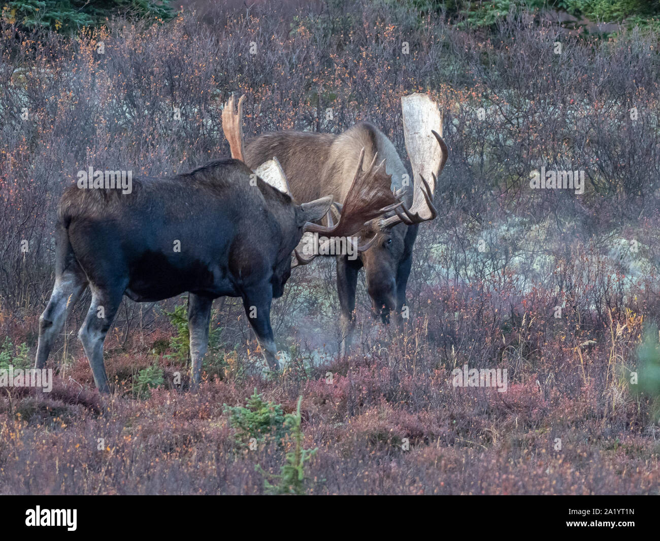 Bull Moose in Denali National Park, Alaska Stock Photo - Alamy