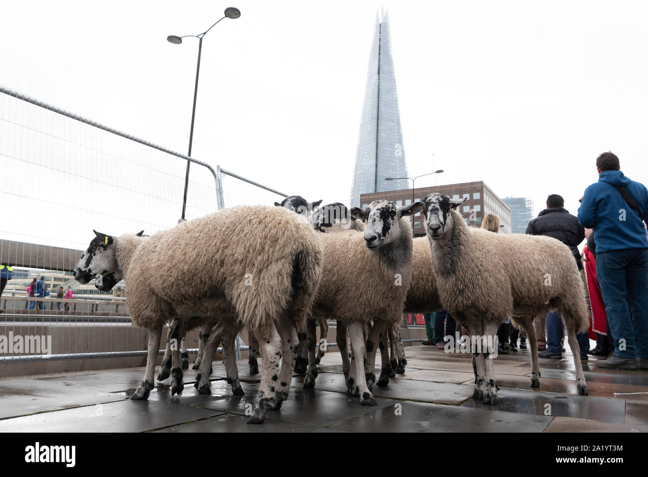 London, Britain. 29th Sep, 2019. A flock of sheep are seen crossing the ...