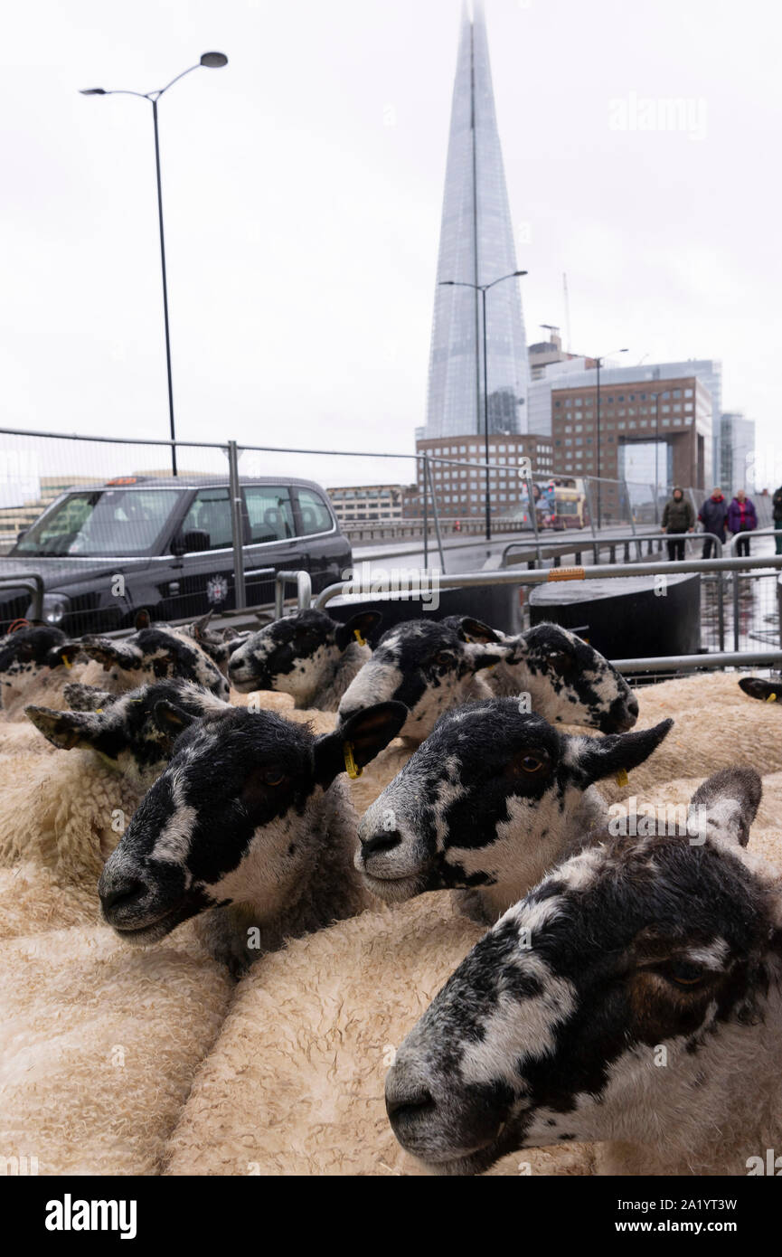 A flock of sheep on london bridge hi-res stock photography and images ...