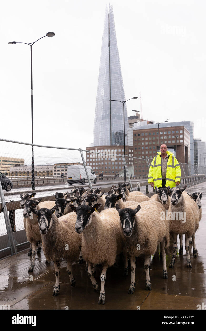 Sheep crossing london bridge hi-res stock photography and images - Alamy