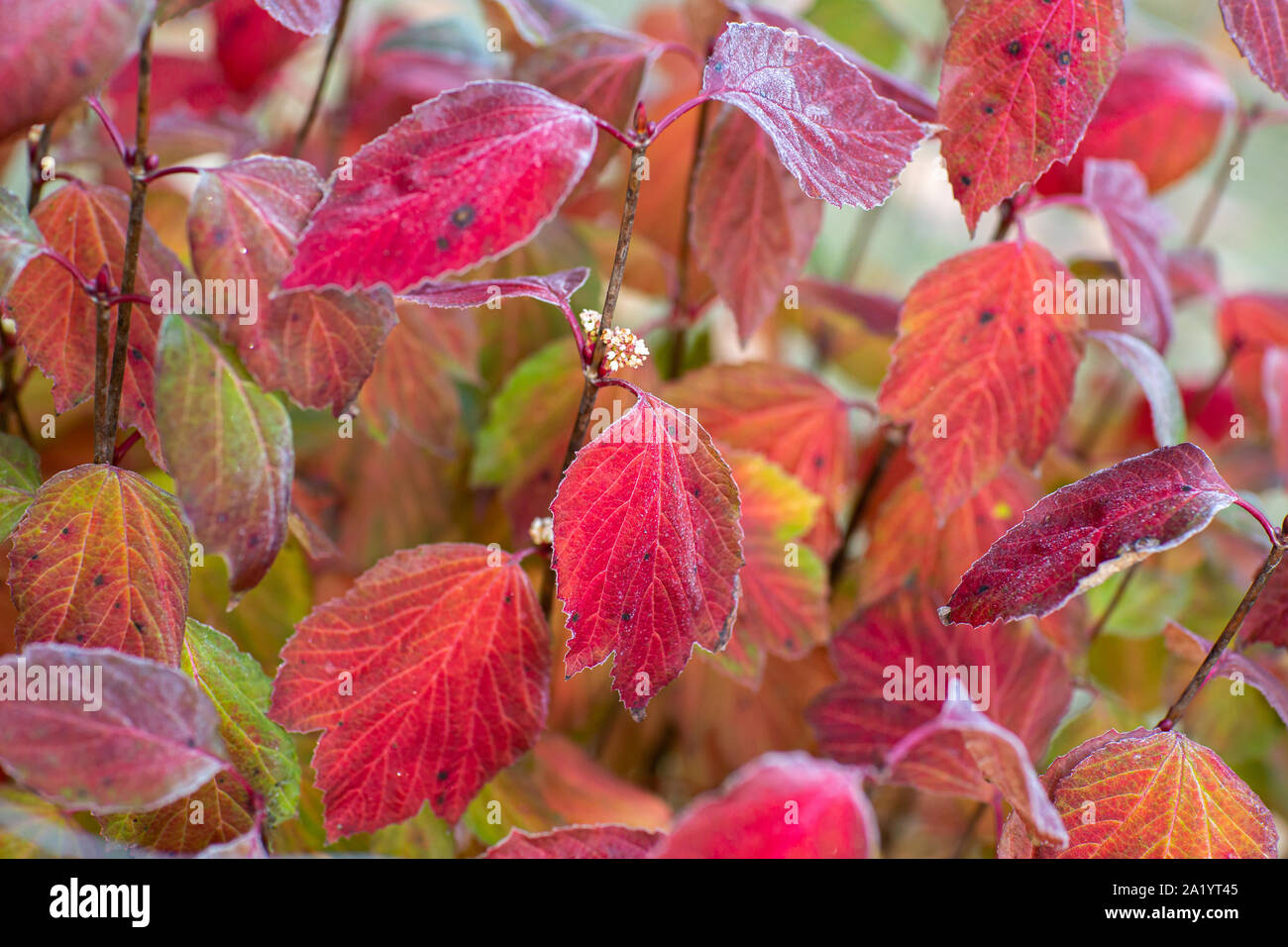Cranberry bush viburnum hi-res stock photography and images - Alamy