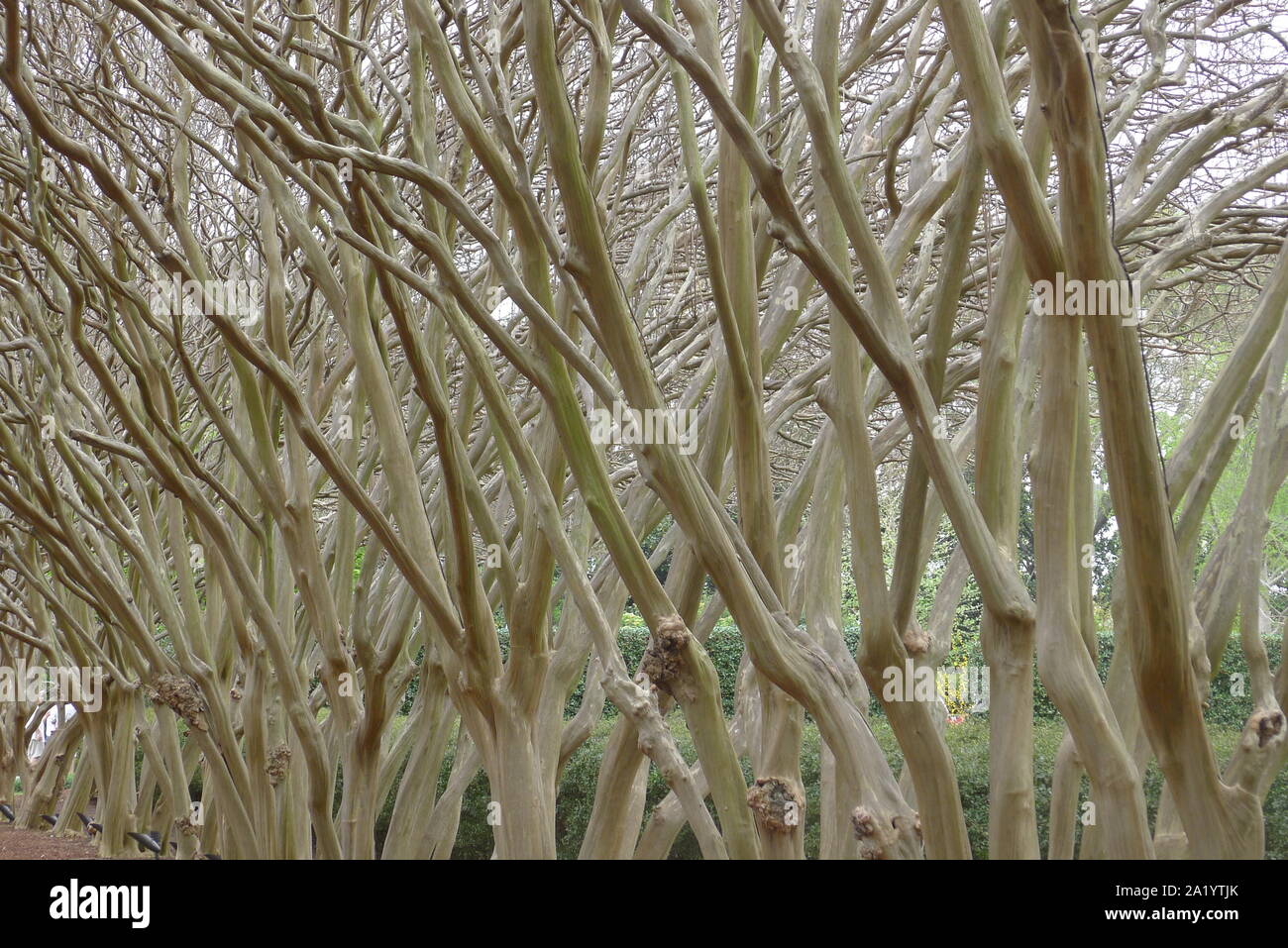 Branches of Crape Myrtle in Dallas Arboretum and Botanical Garden Stock ...