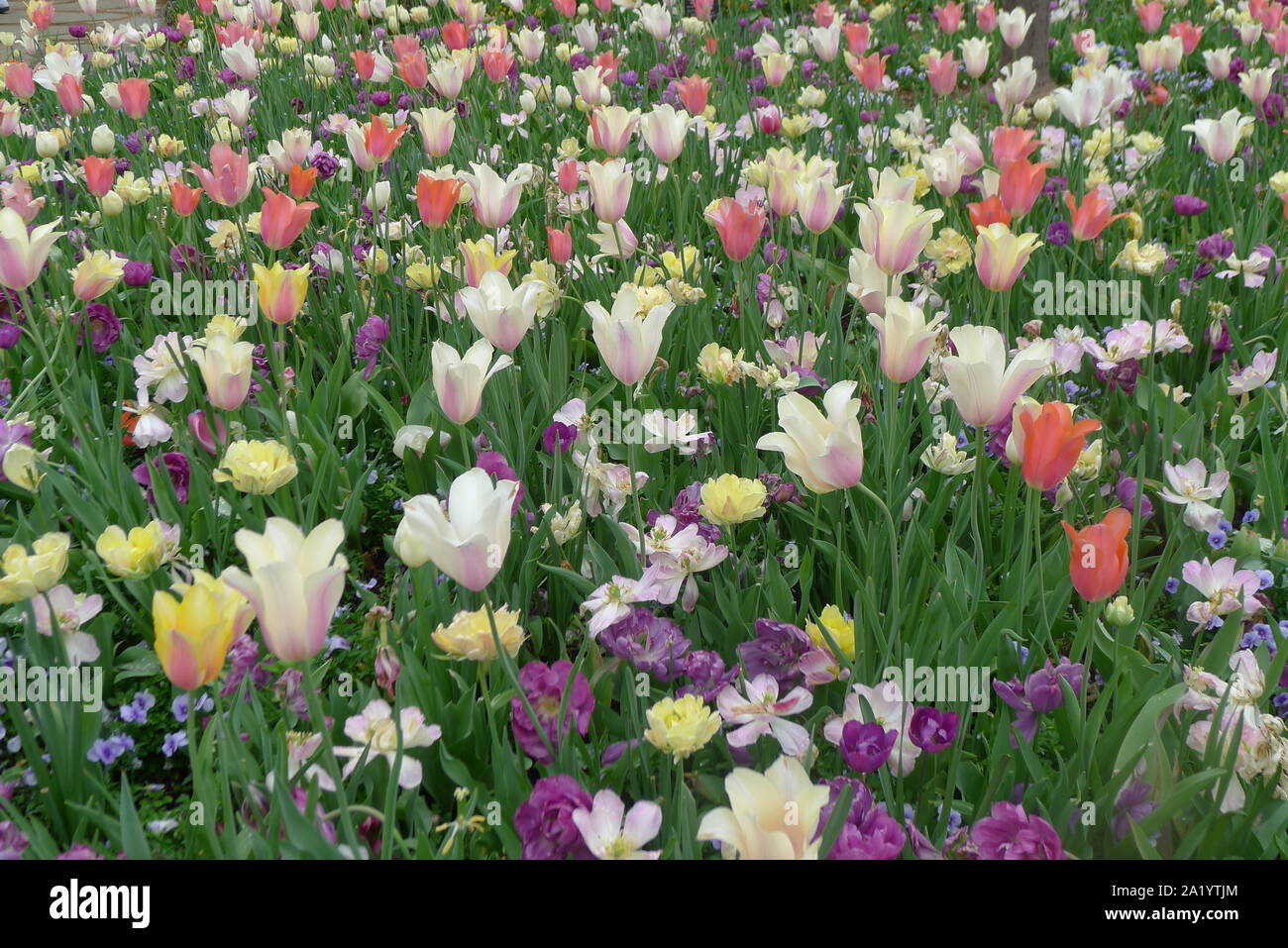 Colorful Spring Flowers in Dallas Arboretum and Botanical Garden Stock ...