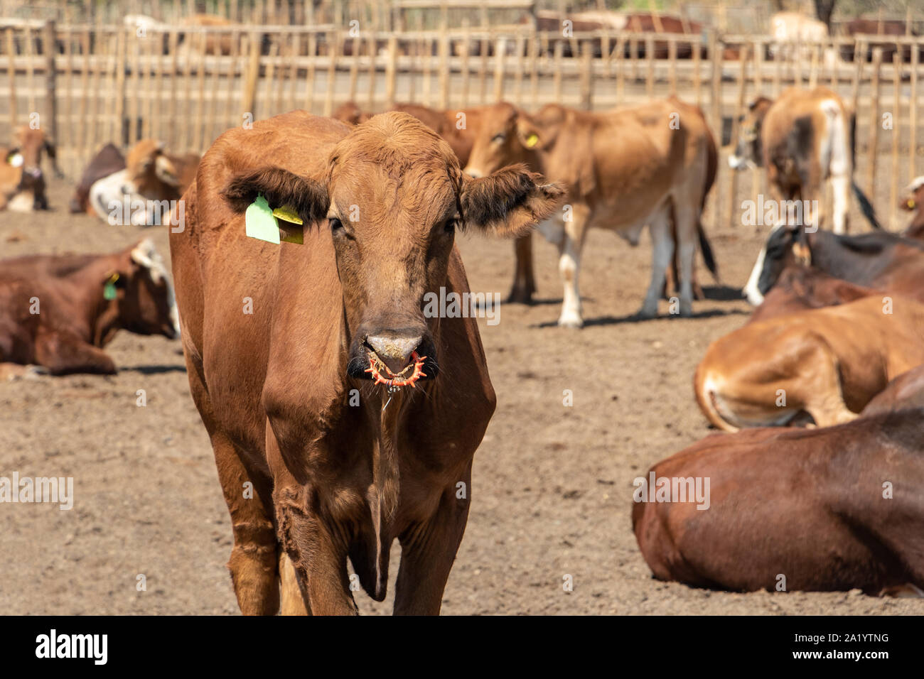 Meat cattle farm in Botswana, resting in the krall, ona sunny day Stock ...