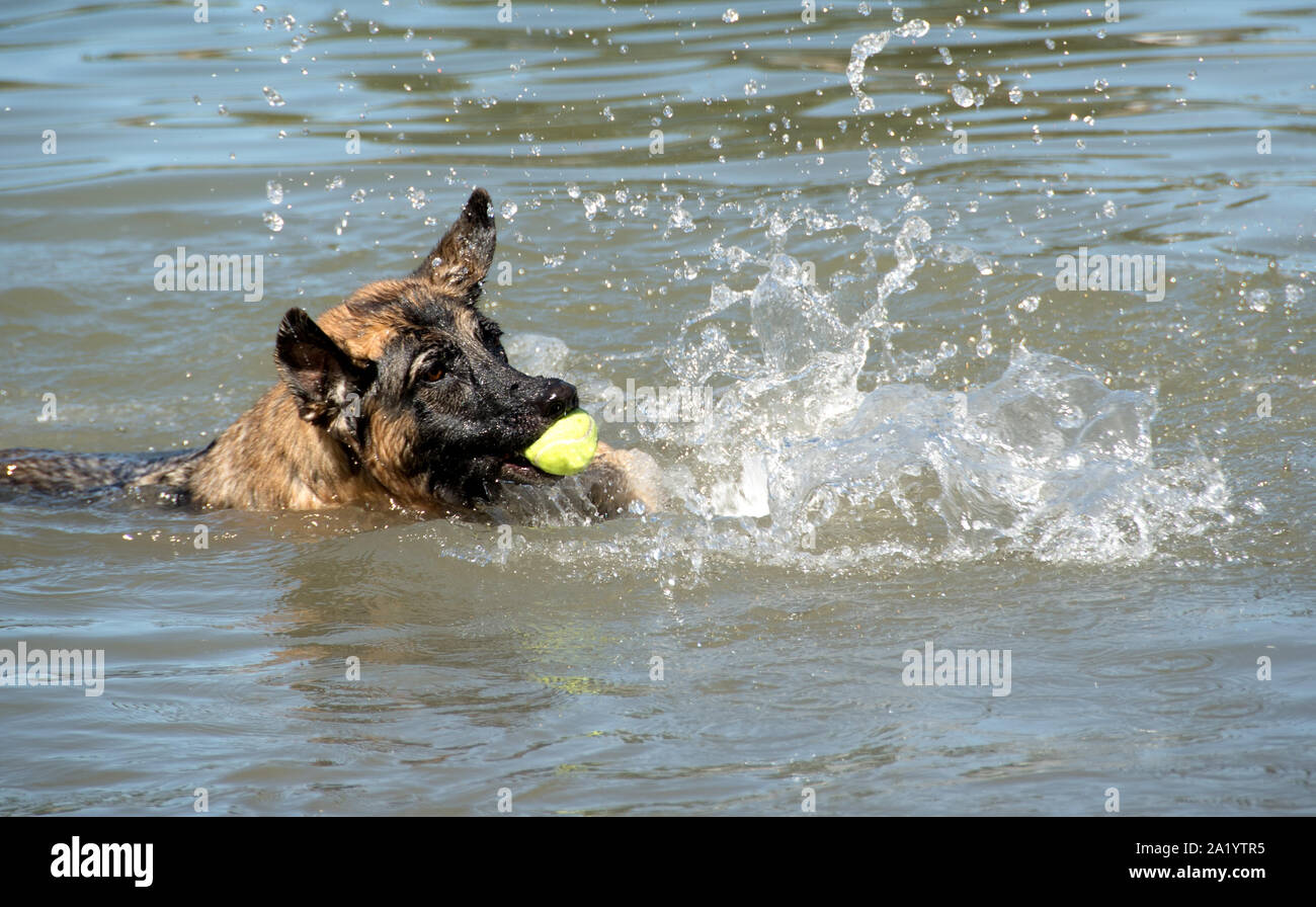 German Shepherd Dog with funny face and ball having fun at dog swim at ...
