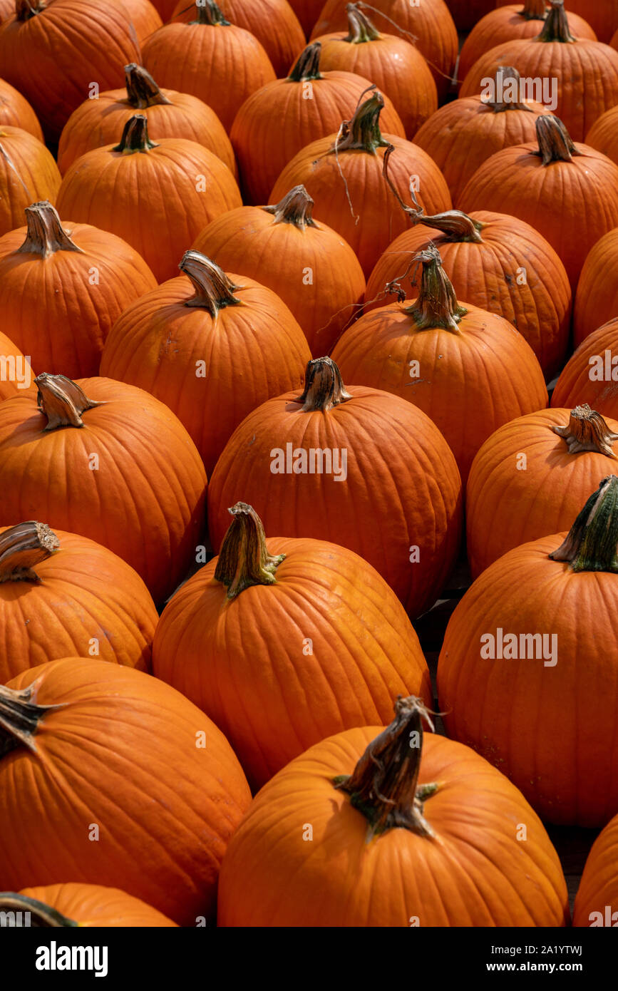 Wallpaper pumpkin hi-res stock photography and images - Alamy