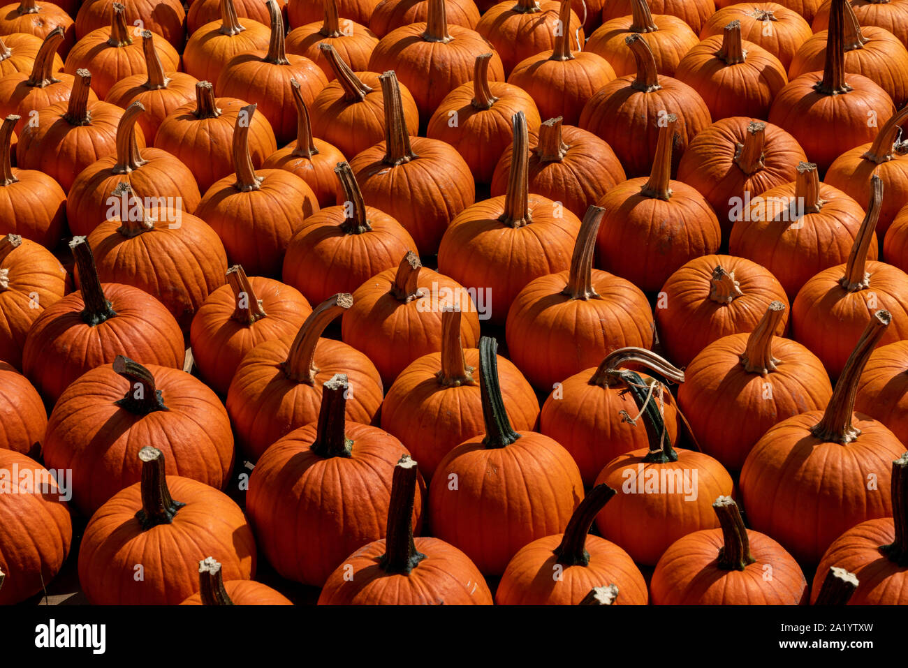 Pumpkin wallpaper hi-res stock photography and images - Alamy