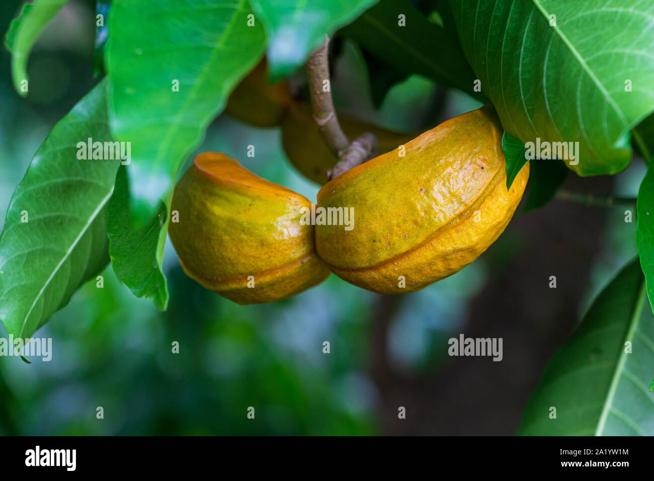 Stemmadenia litoralis hi-res stock photography and images - Alamy