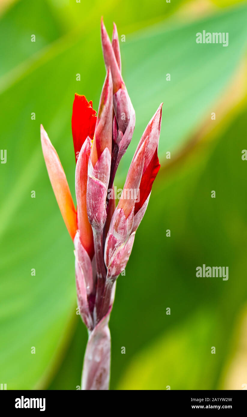Red Canna flower against the bright green background in portrait ...