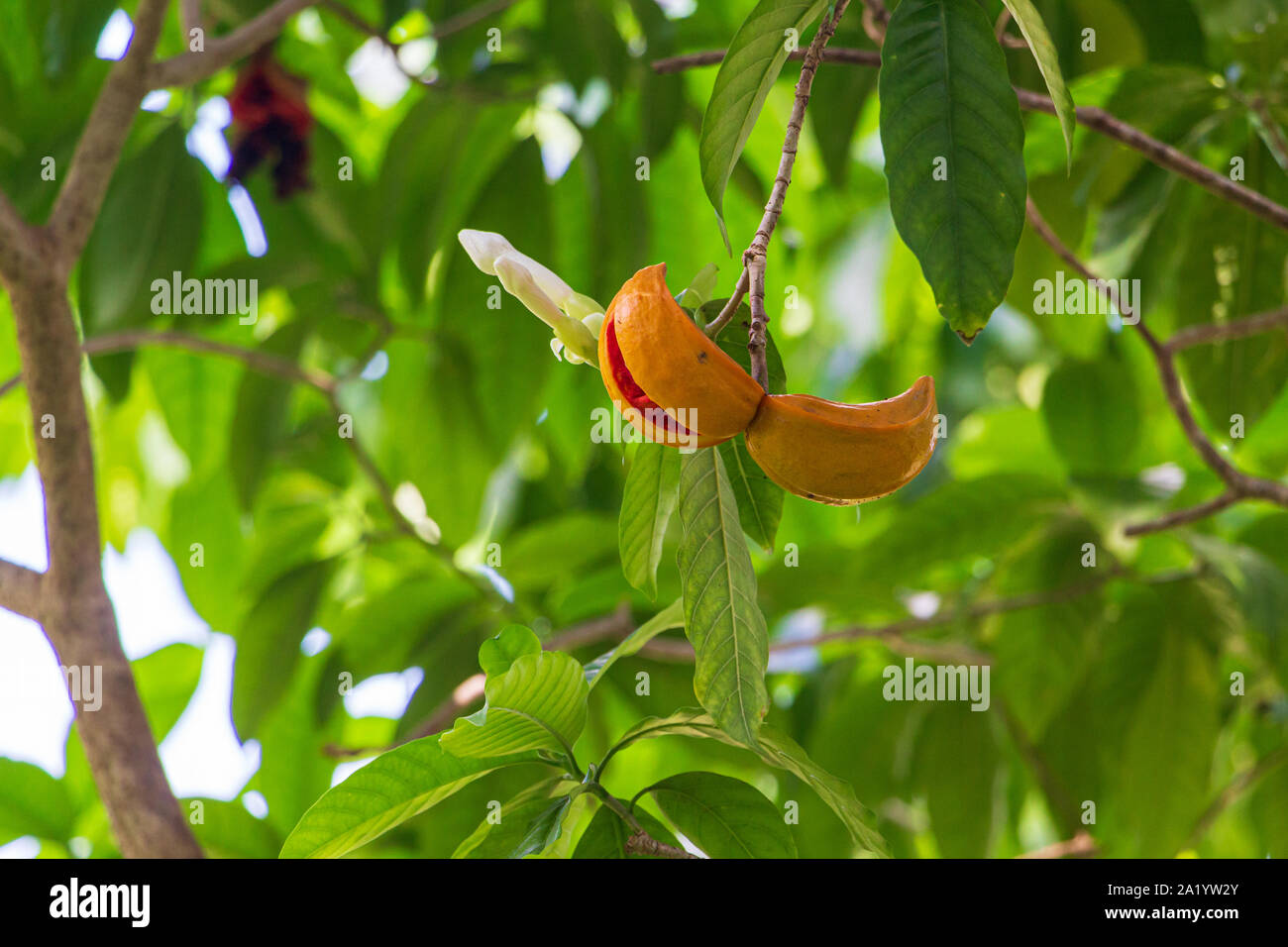 Milky Way Tree (Tabernaemontana litoralis a.k.a. Stemmadenia litoralis ...