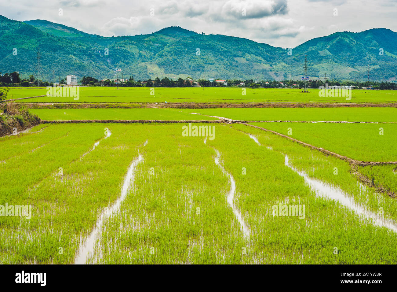 Rice field green grass blue sky cloud cloudy landscape background Stock ...