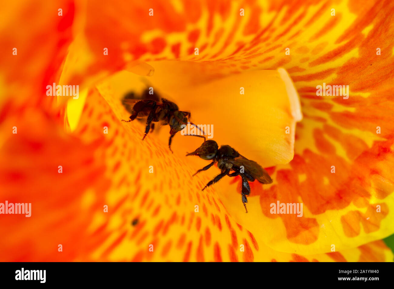 two stingless bee (Trigona spp) guarding the channa flower Stock Photo ...