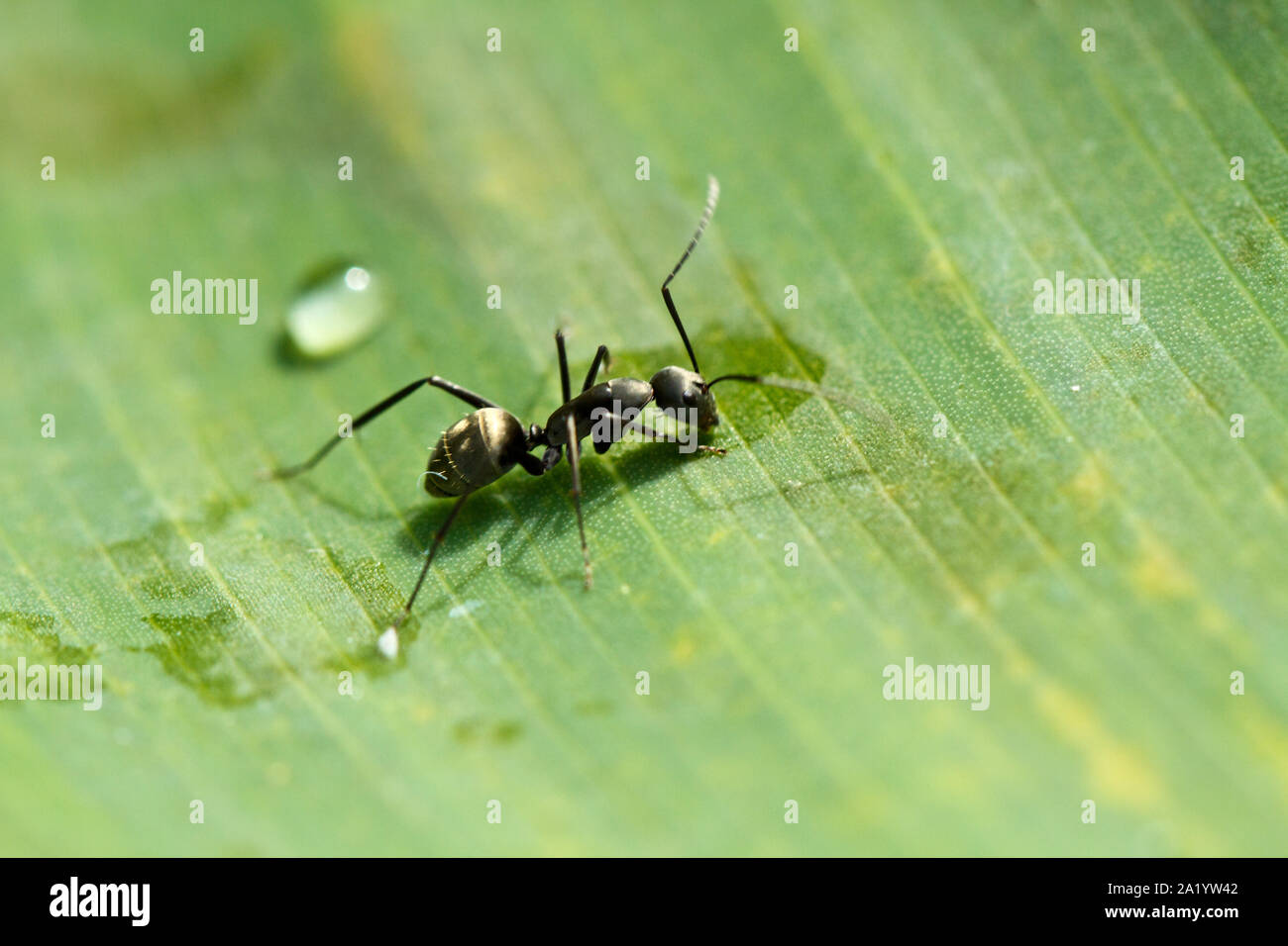 The ant from left hi-res stock photography and images - Alamy