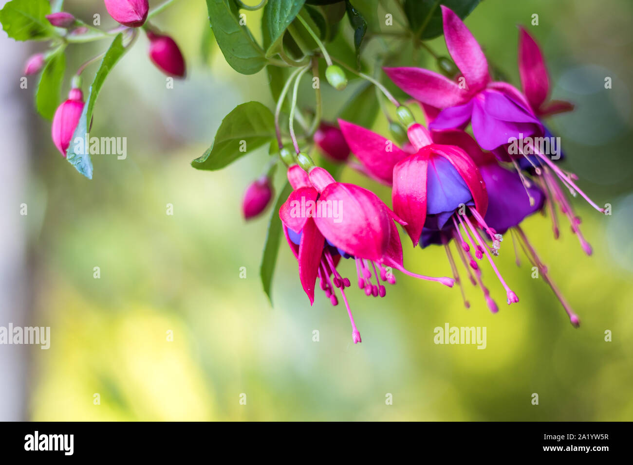Purple and pink Fuchsia flower with green background for Spring Summer ...