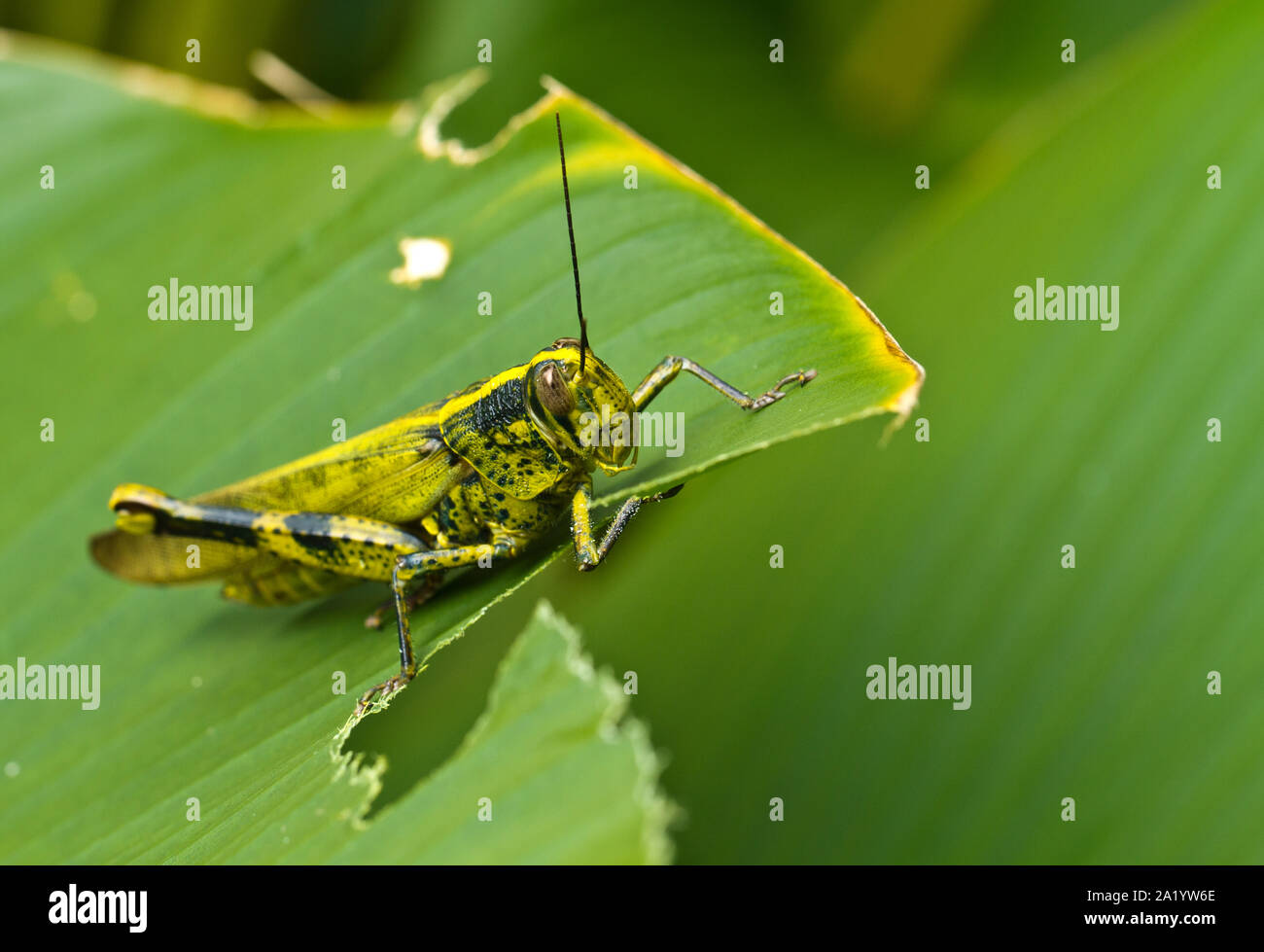 a green grasshopper with only one jumping leg eating on a green leaf ...