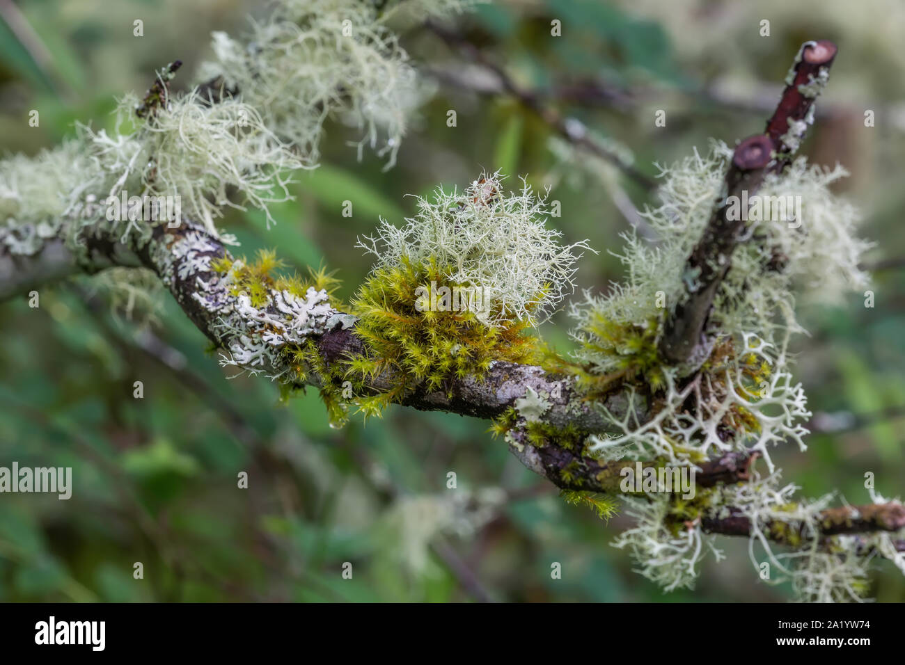 Lichen growing on a tree branch Stock Photo - Alamy Lichen growing on a tree branch Stock Photo - Alamy