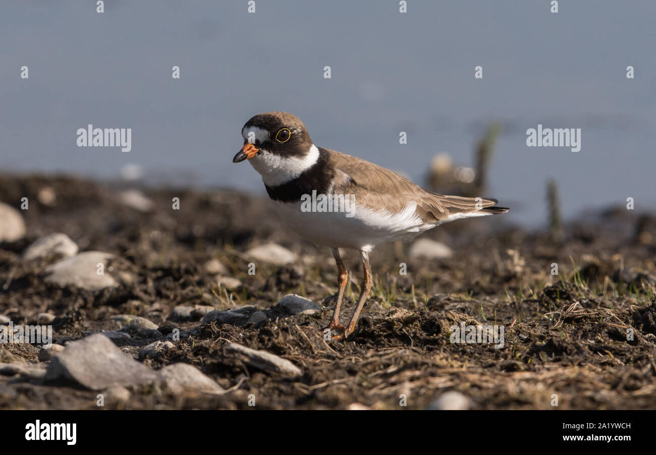 Yellow plover hi-res stock photography and images - Alamy