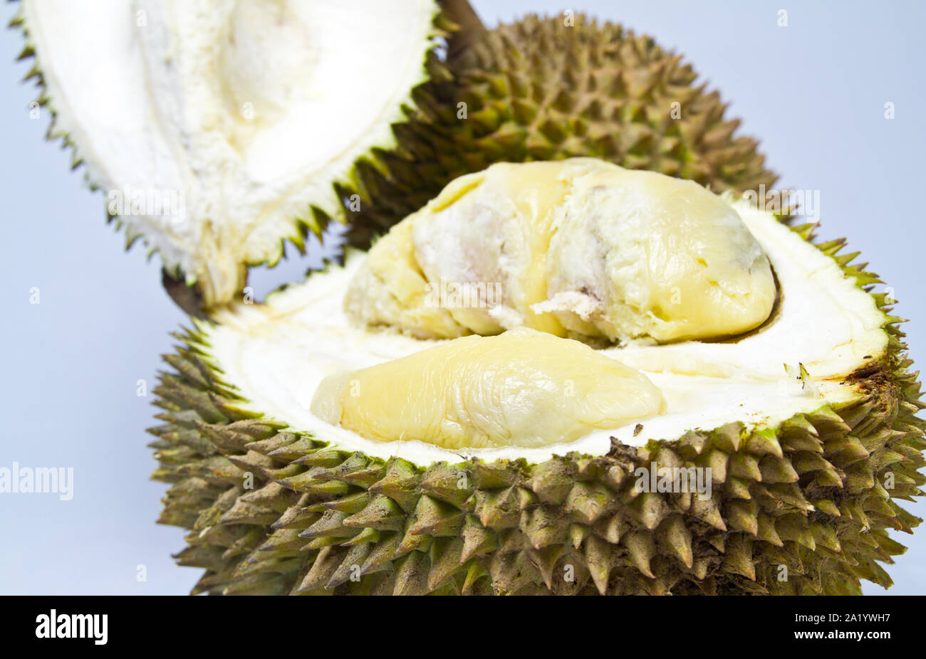 close up view of an opened durian on bluish background in landscape ...