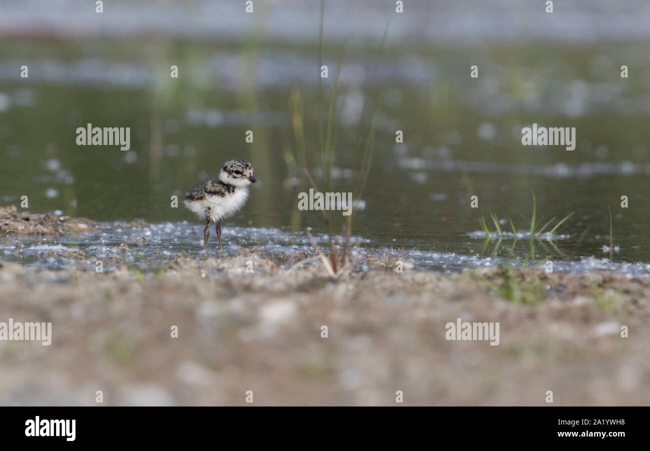 Baby plover hi-res stock photography and images - Alamy