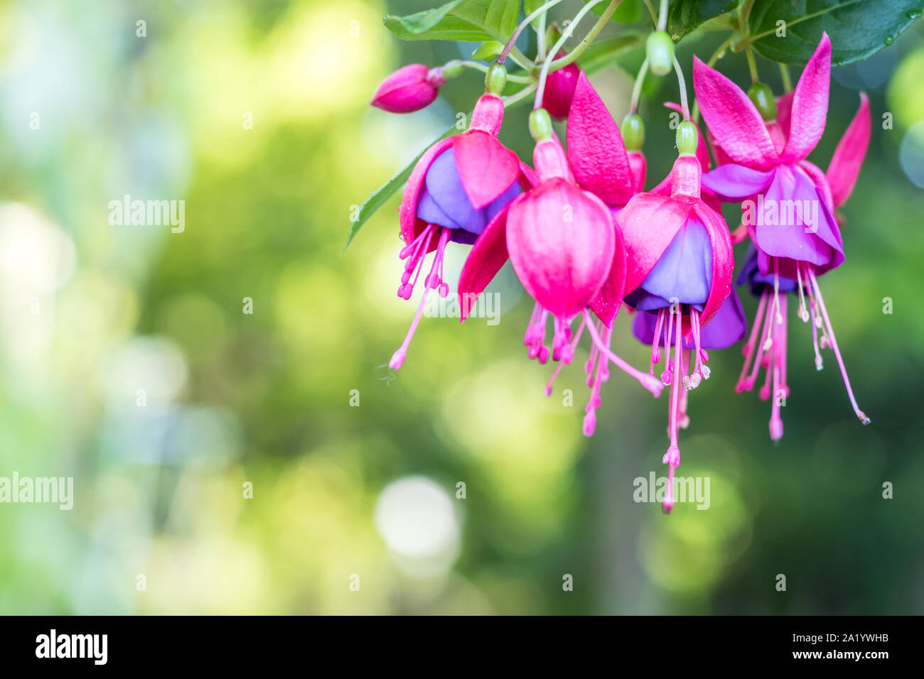Purple and pink Fuchsia flower with green background for Spring Summer ...