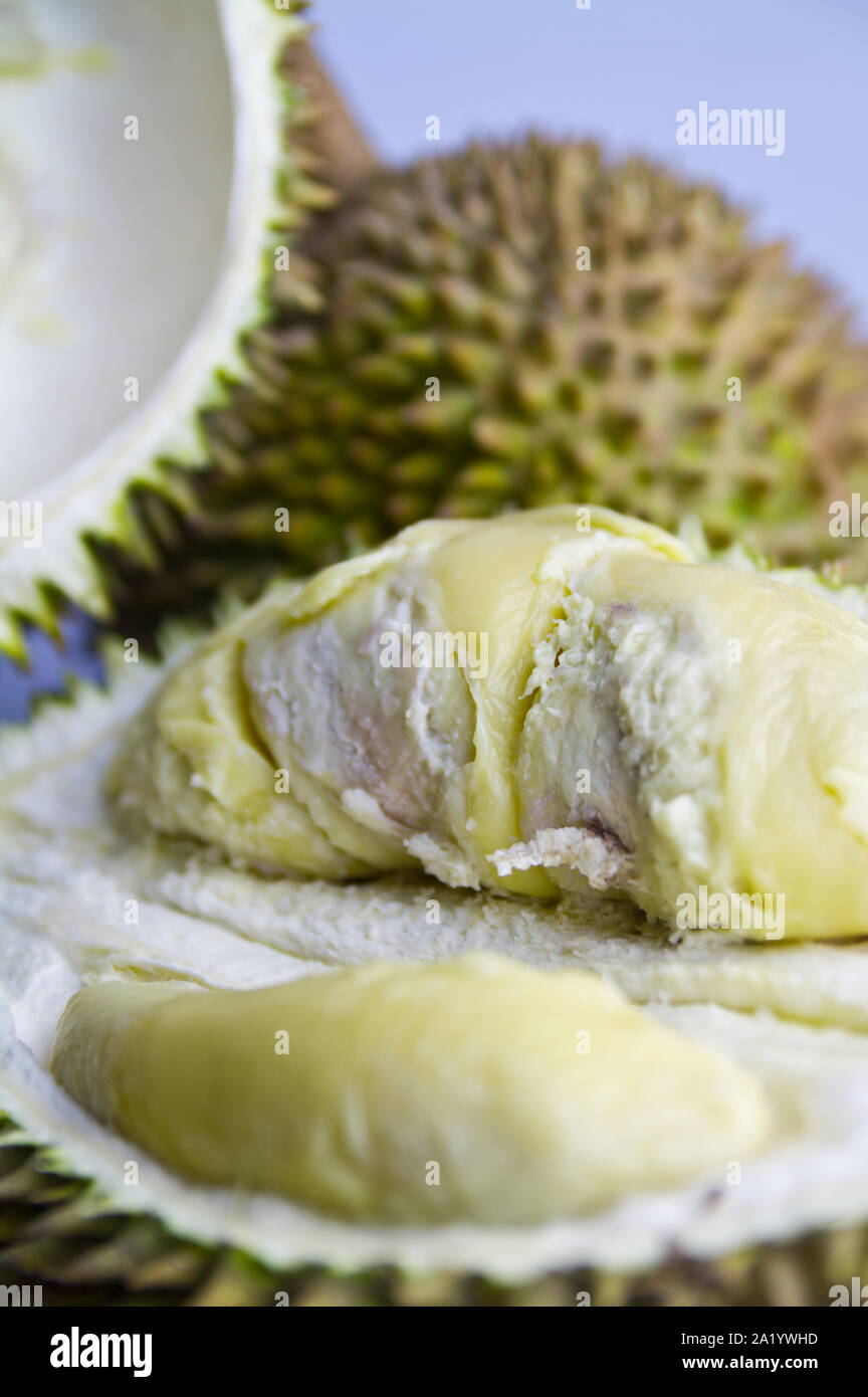 Close up view of an opened durian on bluish background in portrait ...