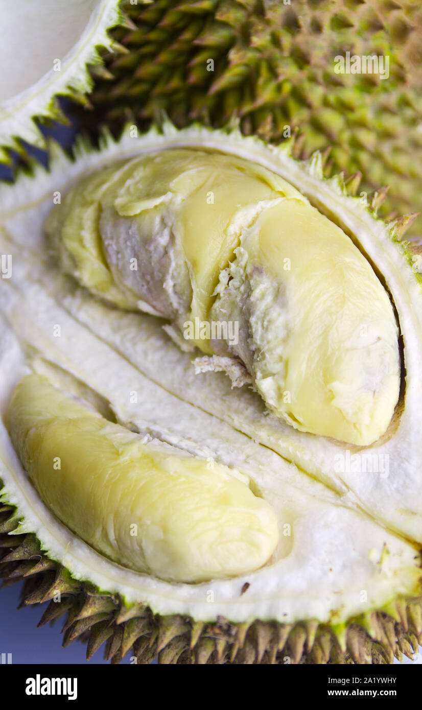 close up view of an opened durian on bluish background in portrait ...