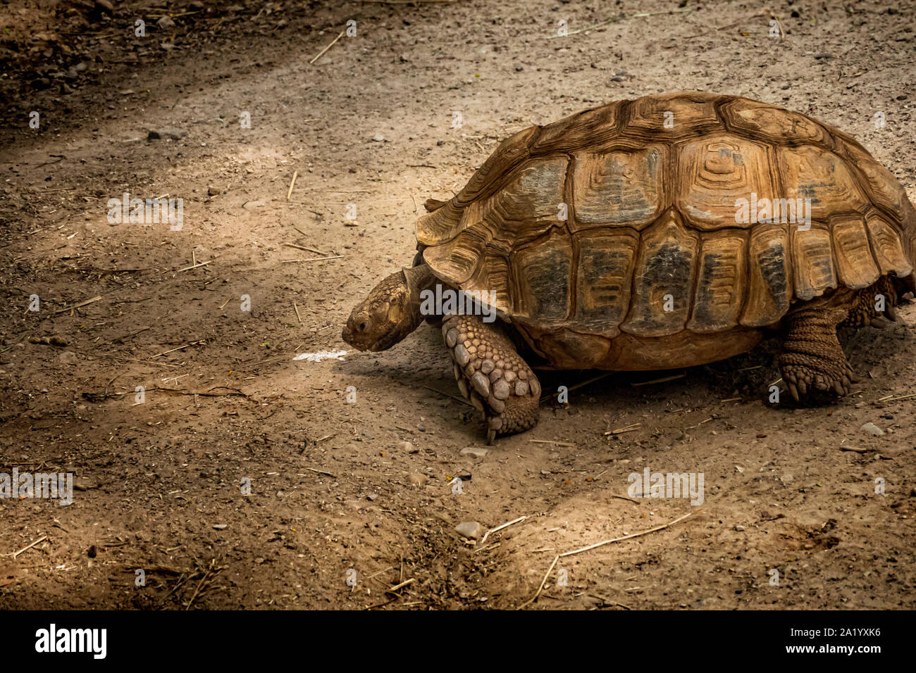 Tortois shell hi-res stock photography and images - Alamy