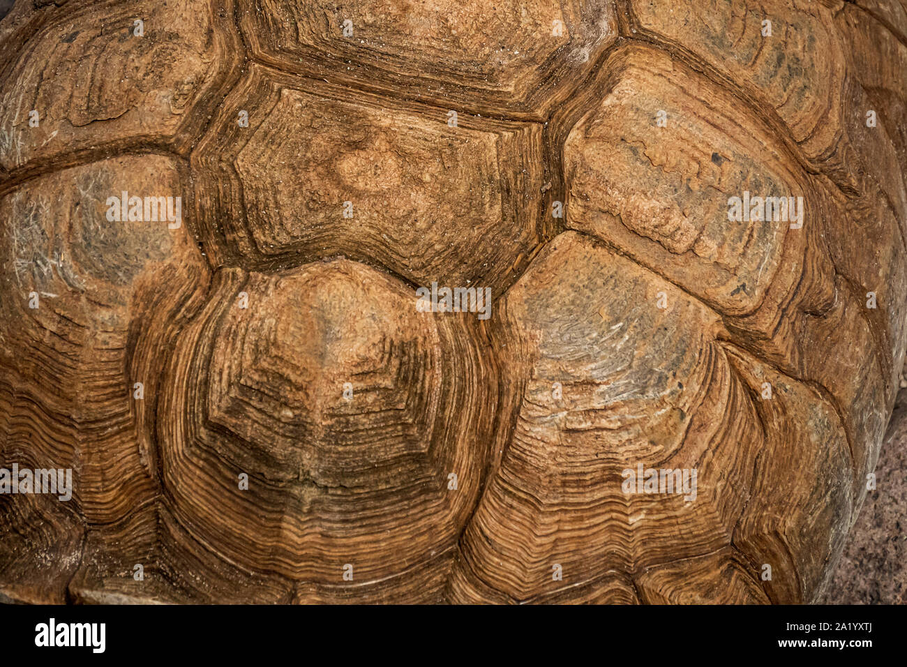 Tortoise shell pattern hi-res stock photography and images - Alamy