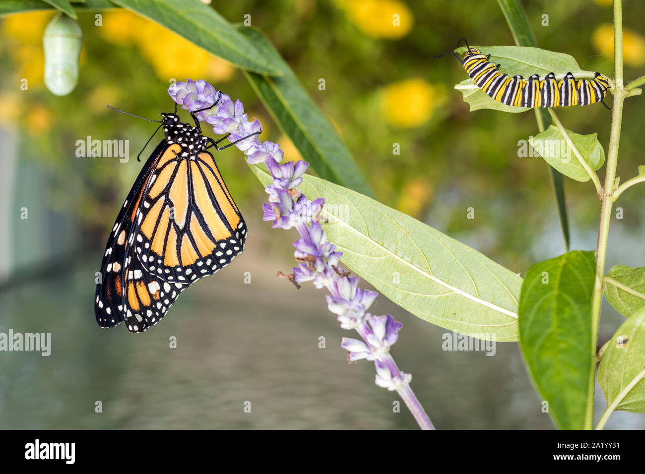Monarch Trinity: Chrysalis, caterpillar and butterfly, Danaus Plexippus ...