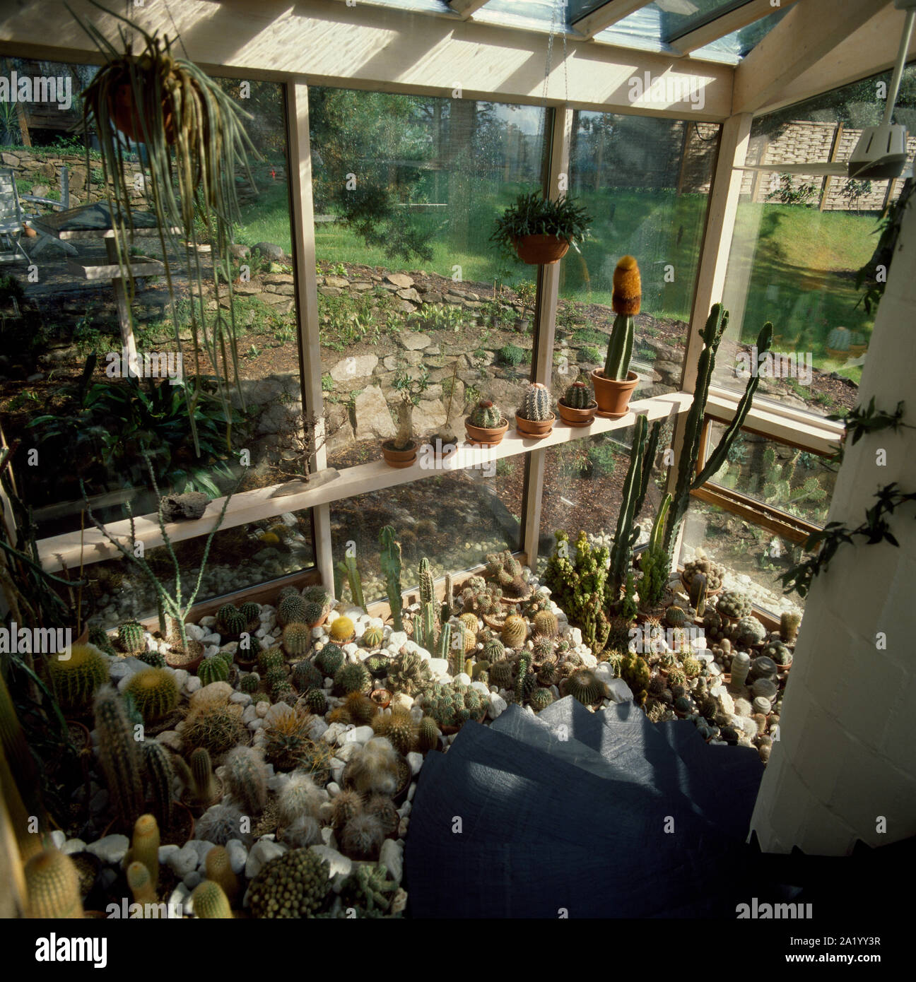 Cacti house hi-res stock photography and images - Alamy