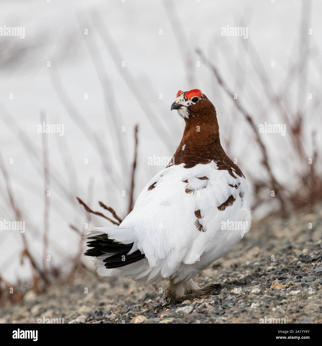 Willow Ptarmigan, or Willow Grouse Male in Denali National Park Stock ...