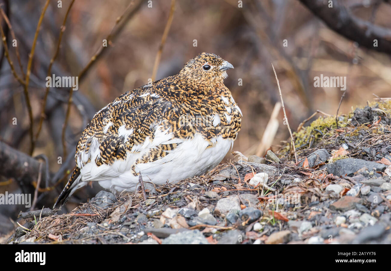 Arctic willow female hi-res stock photography and images - Alamy
