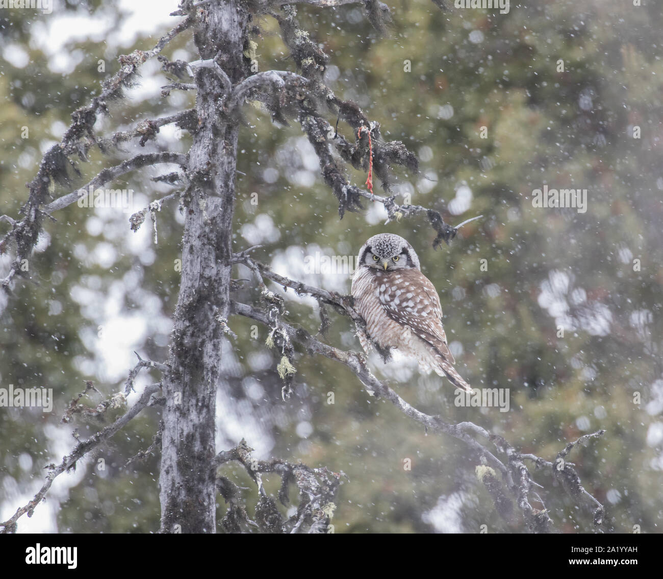 Northern Hawk Owl Stock Photo - Alamy