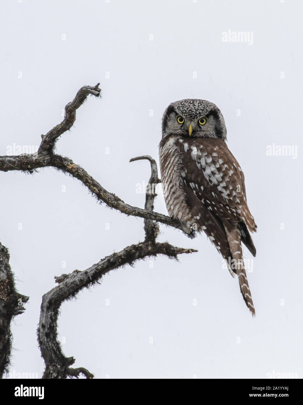 Northern Hawk Owl Stock Photo - Alamy
