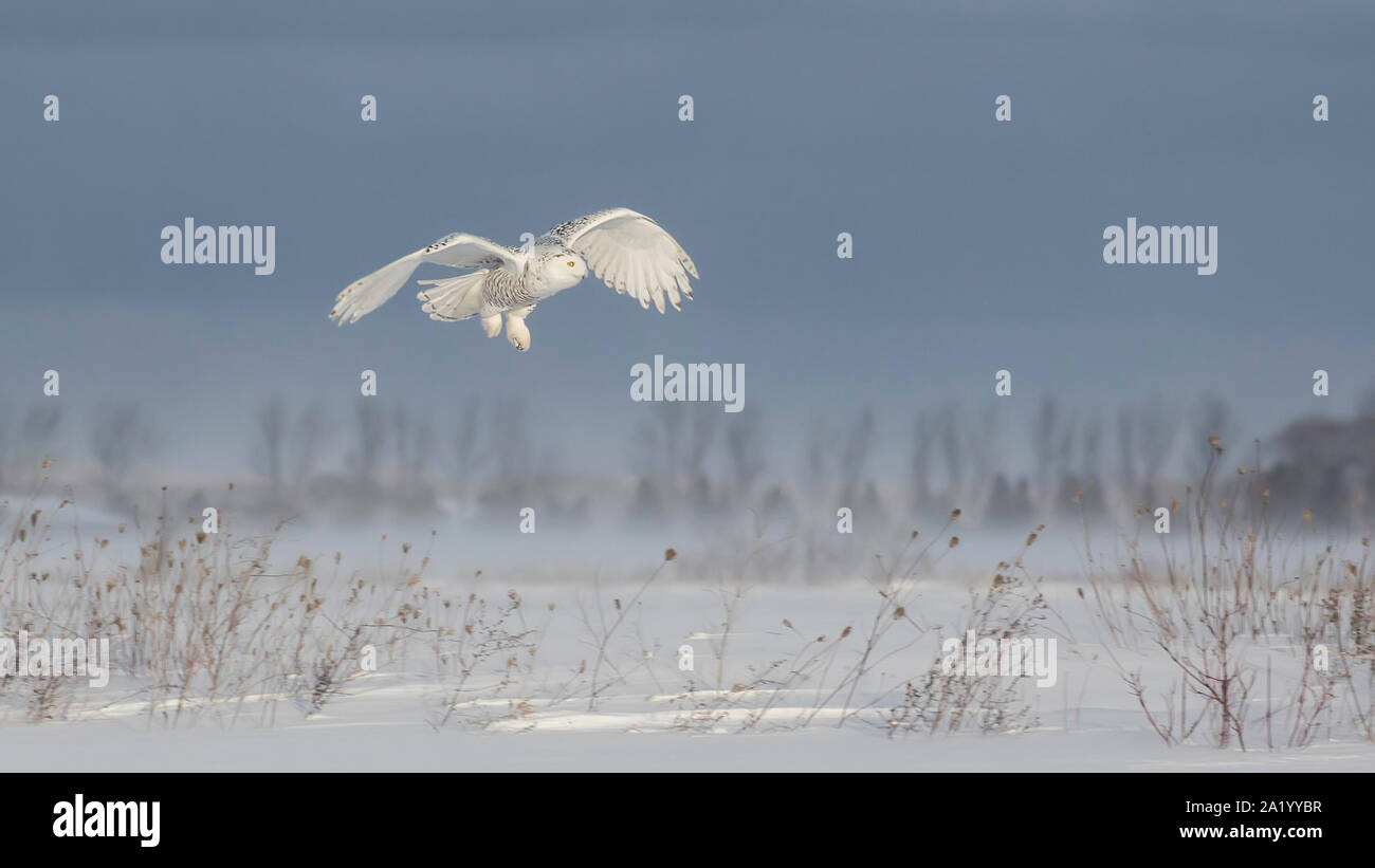 Snowy owl in flight hi-res stock photography and images - Alamy